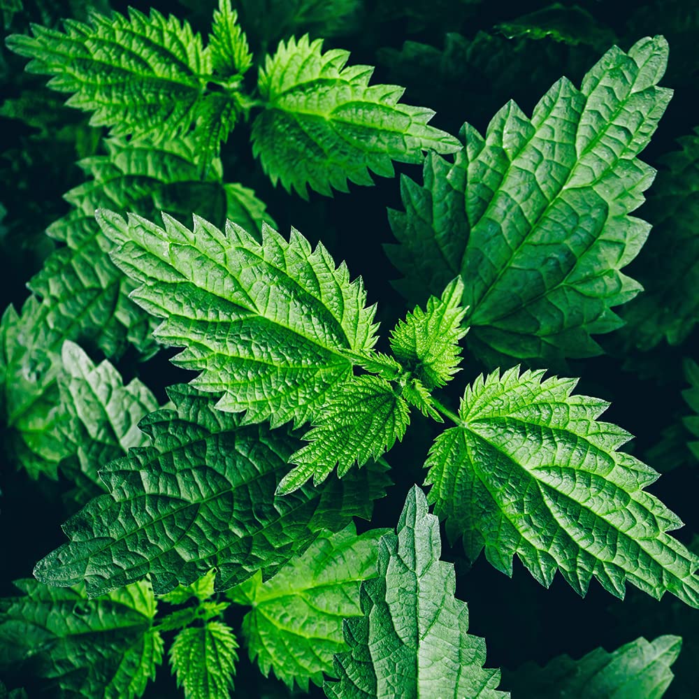 live stinging nettle in pot
