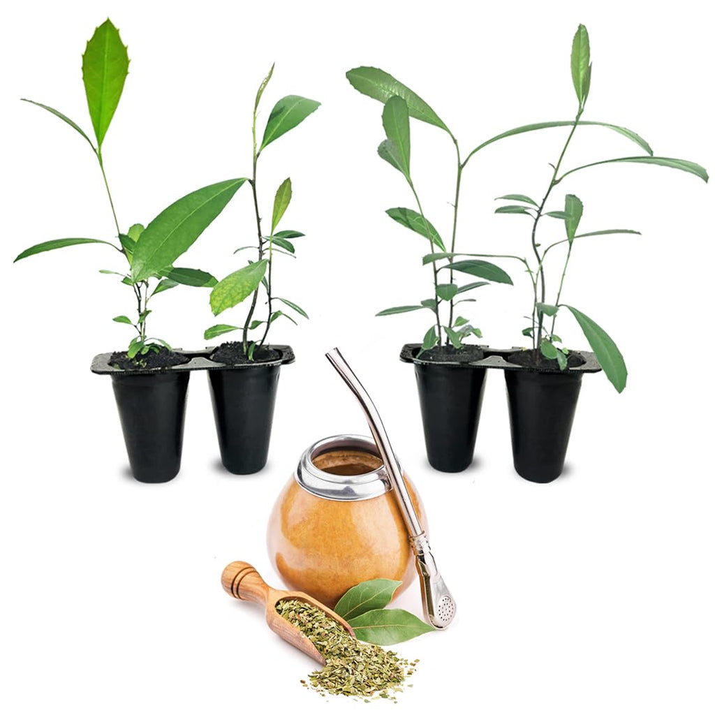 live yerba mate tea plant