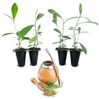 live yerba mate tea plant