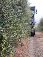 Livo olive oil for heart health