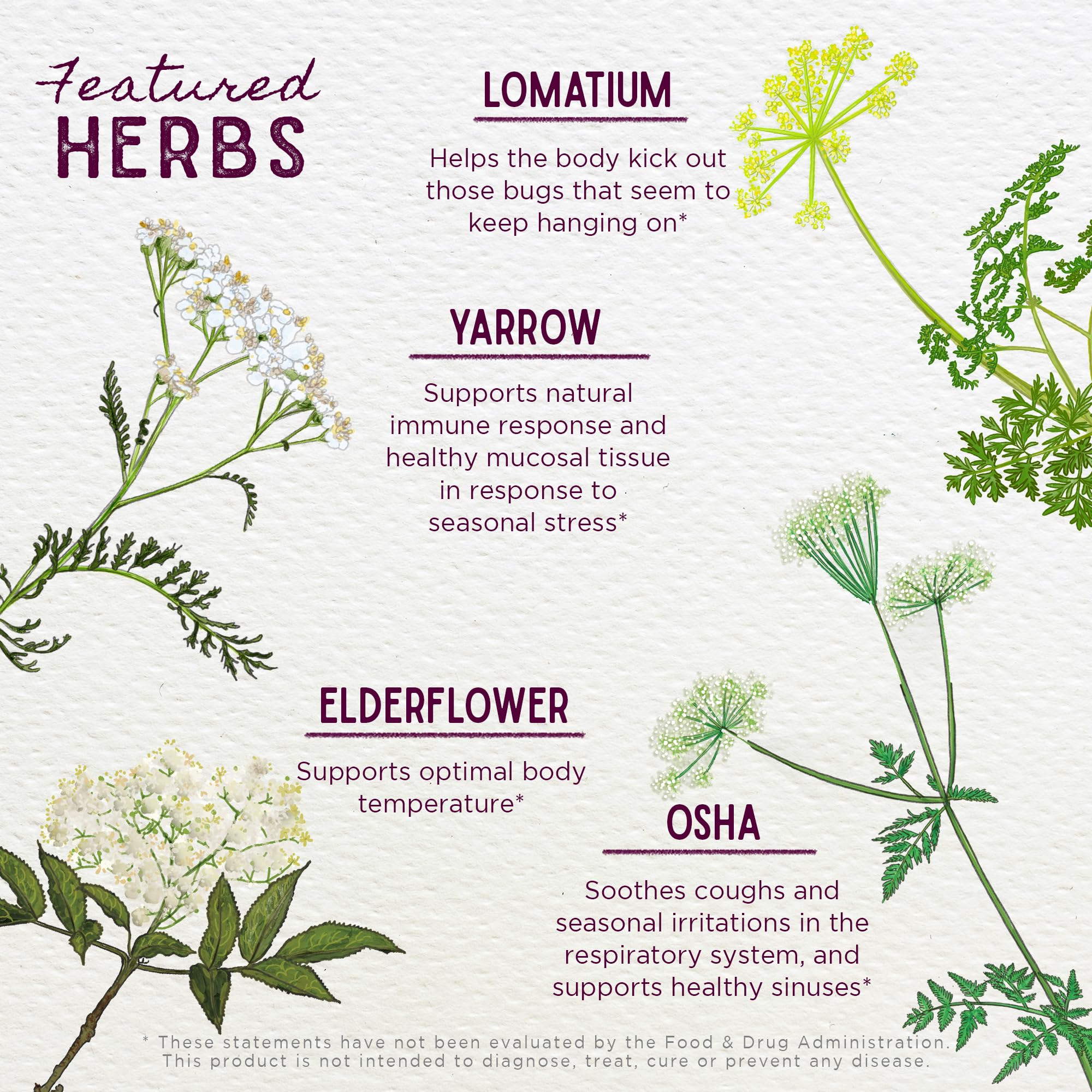 Lomatium extract for respiratory relief