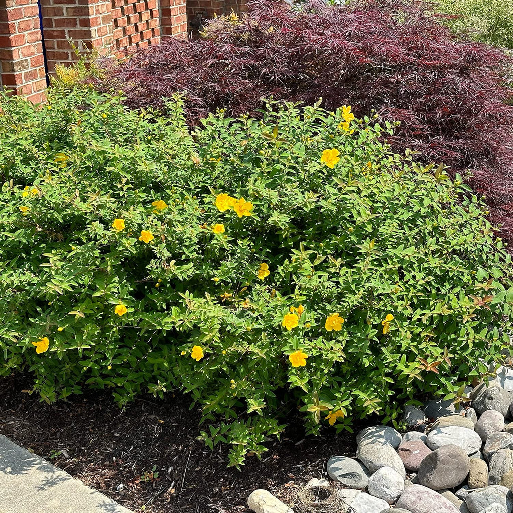 long blooming st. john's wort