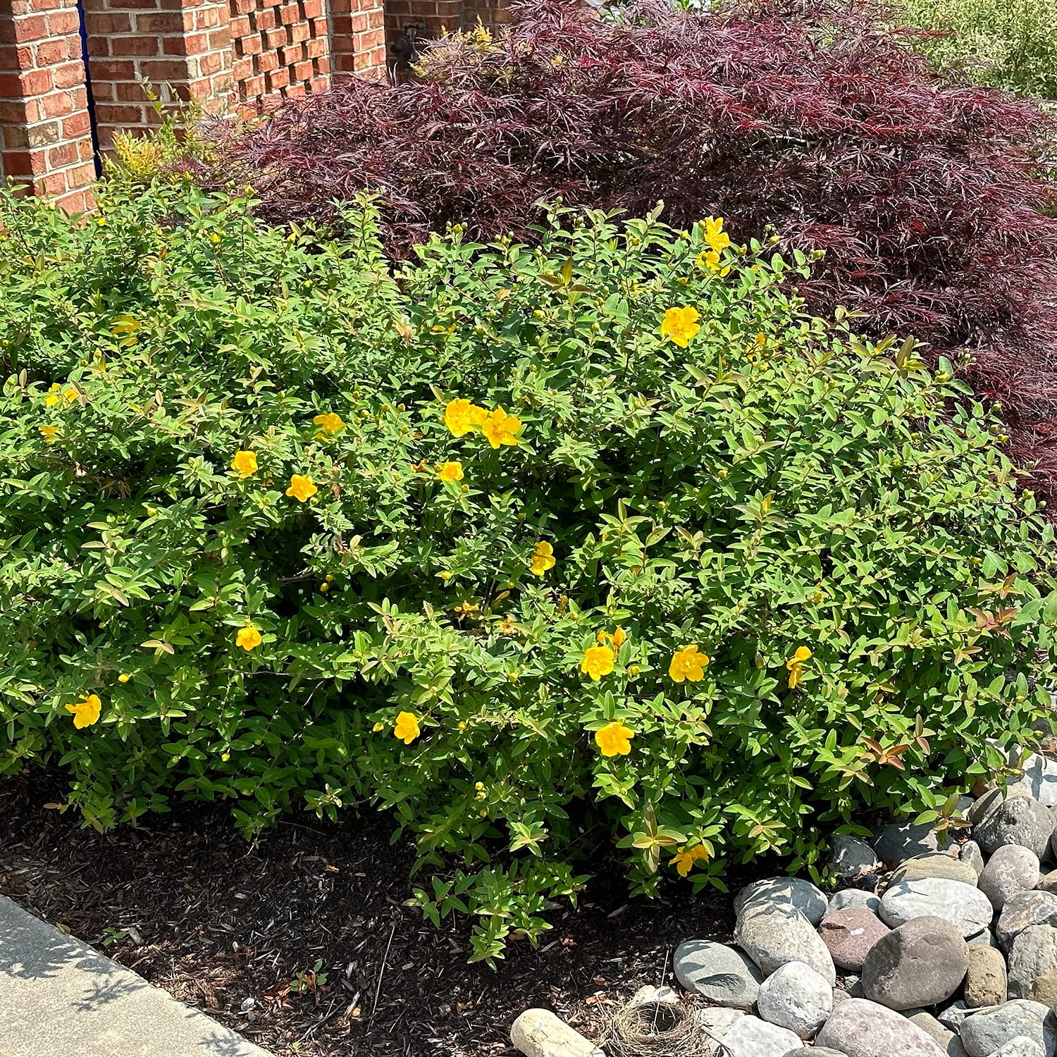 long blooming st. john's wort