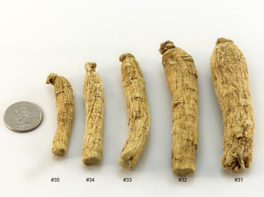 long small ginseng roots