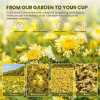 loose leaf chrysanthemum tea benefits