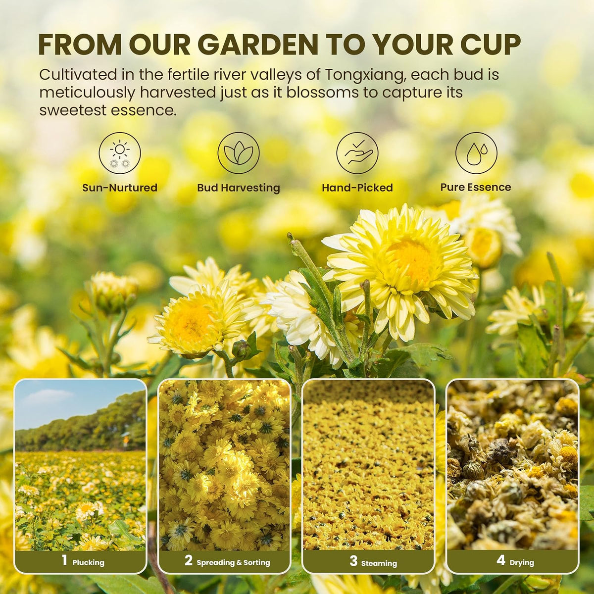 loose leaf chrysanthemum tea benefits