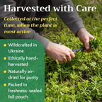 Loose leaf Cleavers Herb tea
