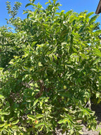 loose leaf guava tea benefits