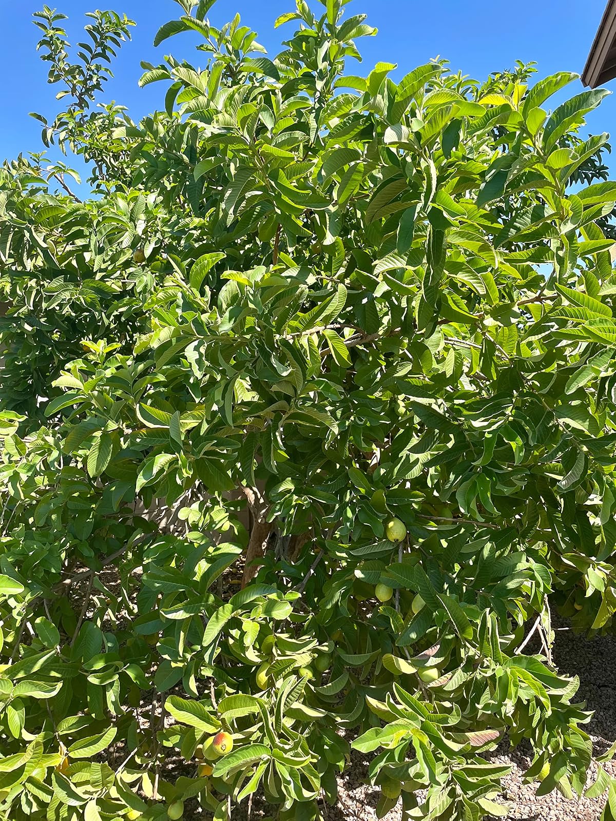 loose leaf guava tea benefits