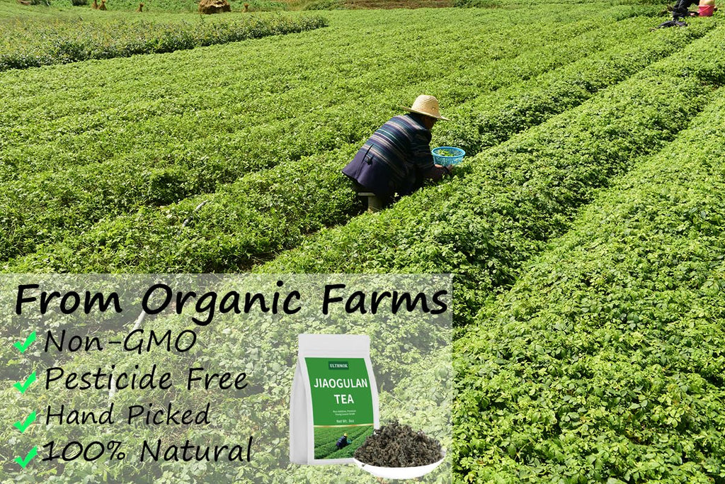 loose leaf gynostemma tea for wellness