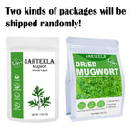 loose leaf mugwort tea benefits