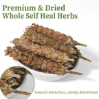 loose leaf Prunella Vulgaris benefits