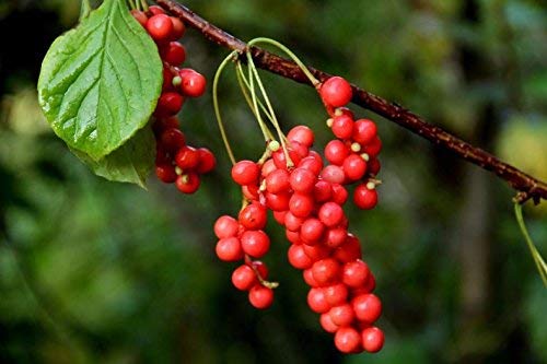 Loose schisandra berry tea leaves