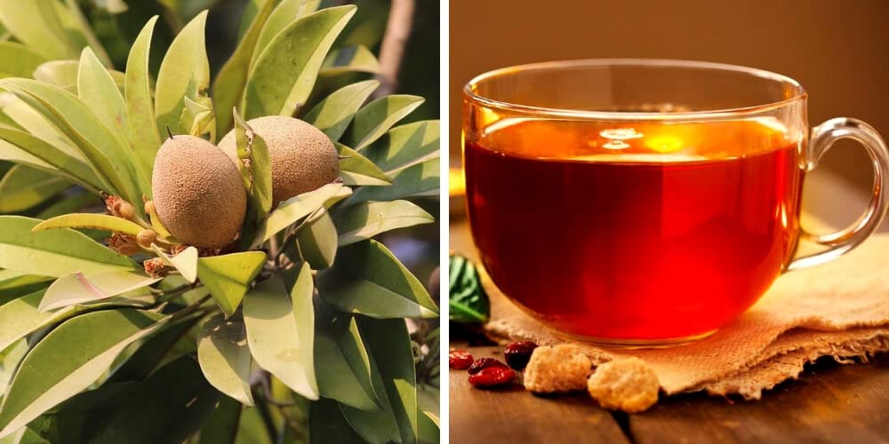 loquat leaves herbal tea benefits