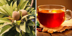 loquat leaves herbal tea benefits