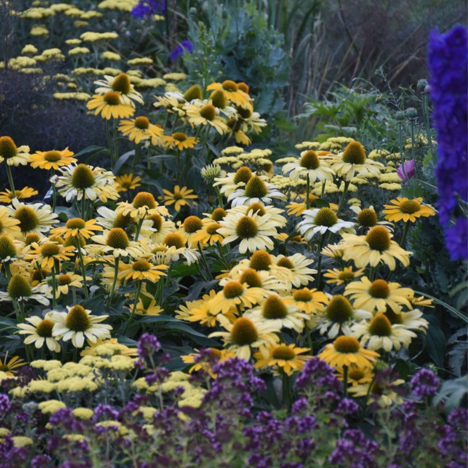 low maintenance yellow echinacea flowers