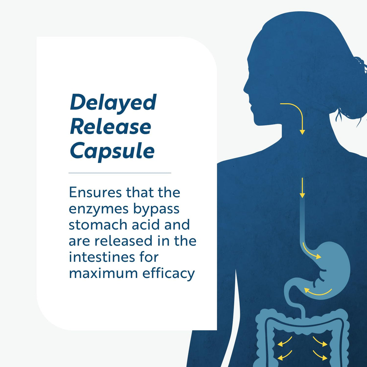 Lumbrokinase for improved circulation