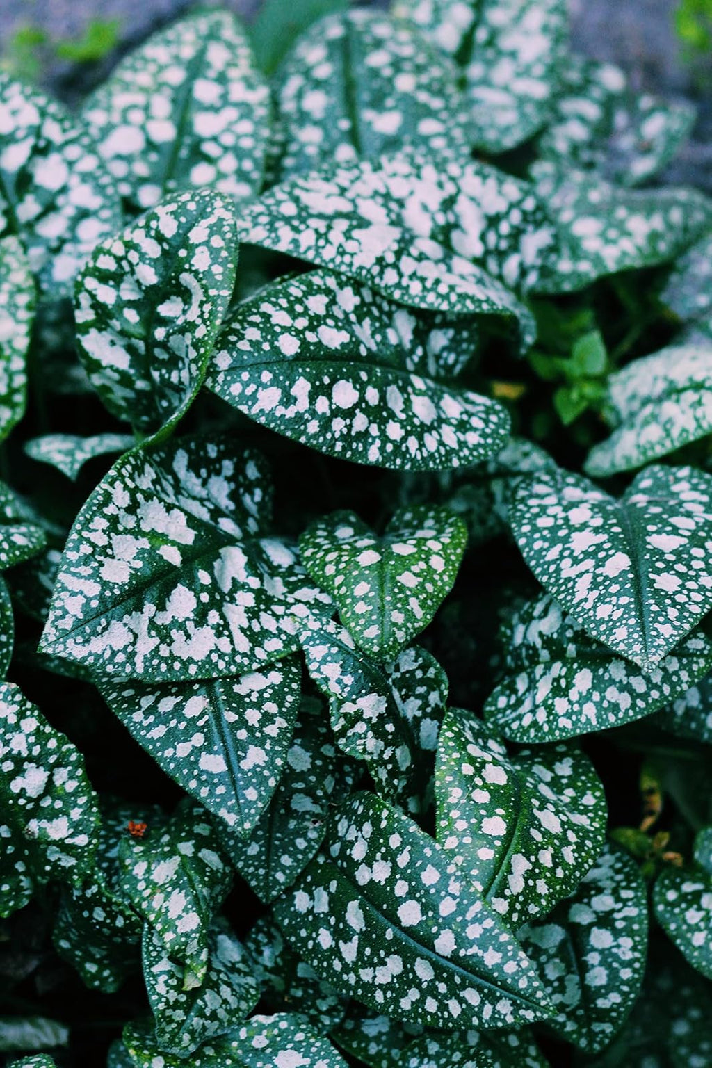 Lungwort herb for herbal detox tea