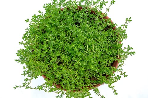 lunuwila powder for enhanced wellness