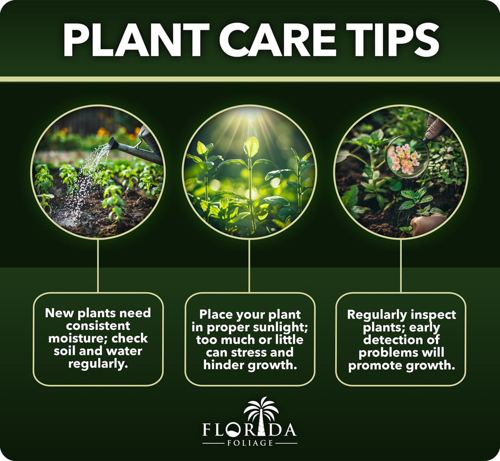 lush green lawn solution