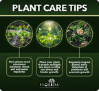 lush green lawn solution