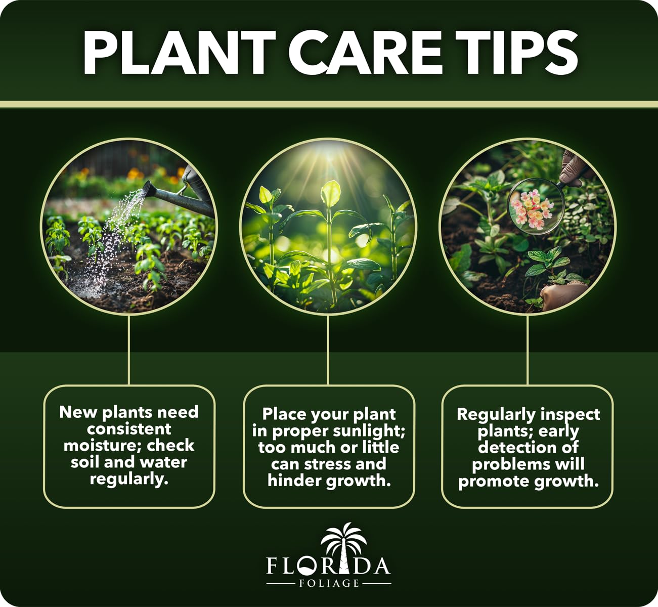 lush green lawn solution