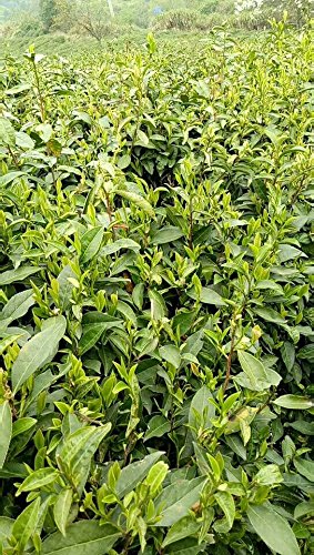 Lushan Yunwu green tea