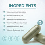 LymphX Milk Thistle antioxidant properties