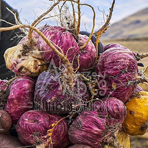 Maca root capsules for active lifestyle