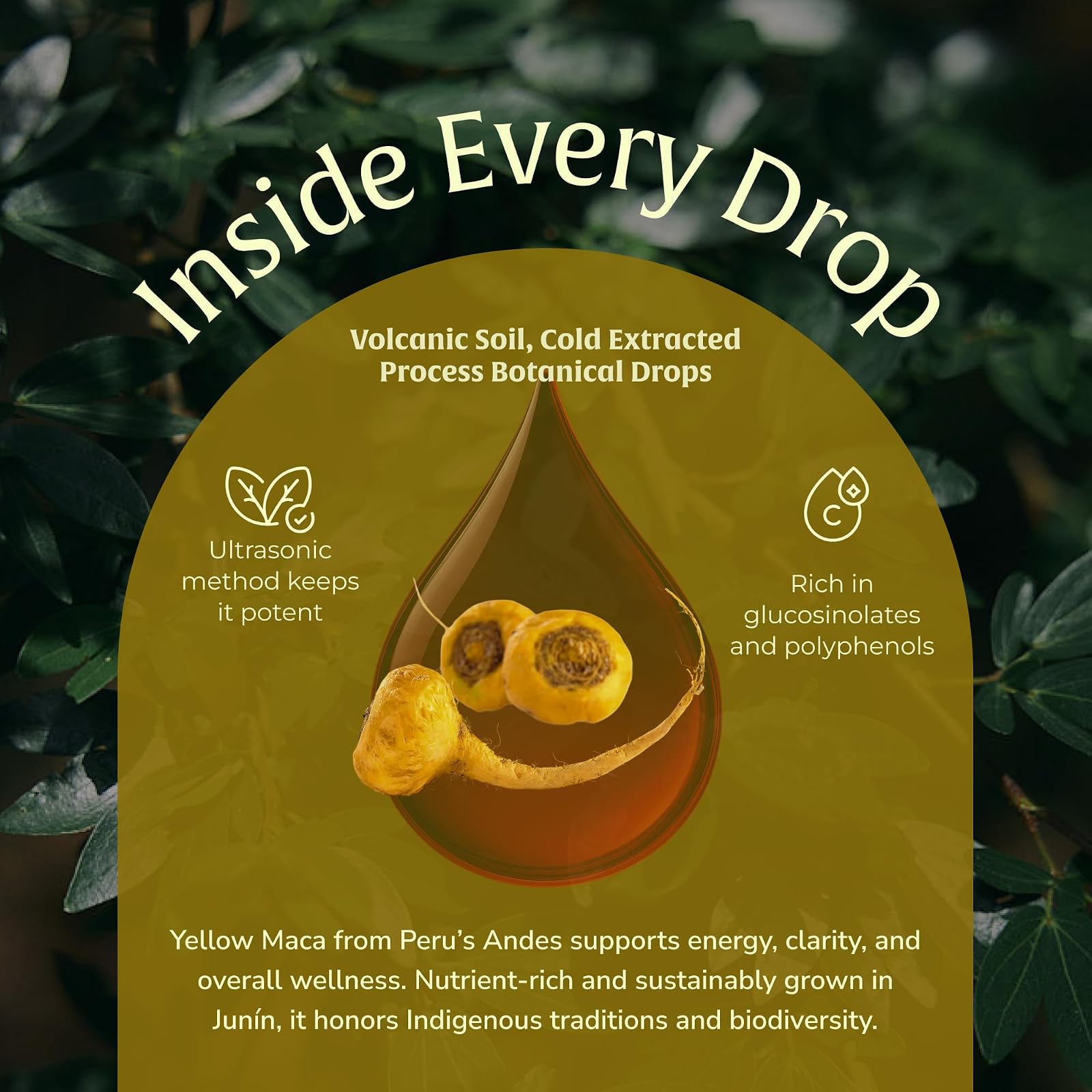 Maca root for herbal detox