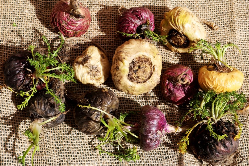 maca root for overall wellness