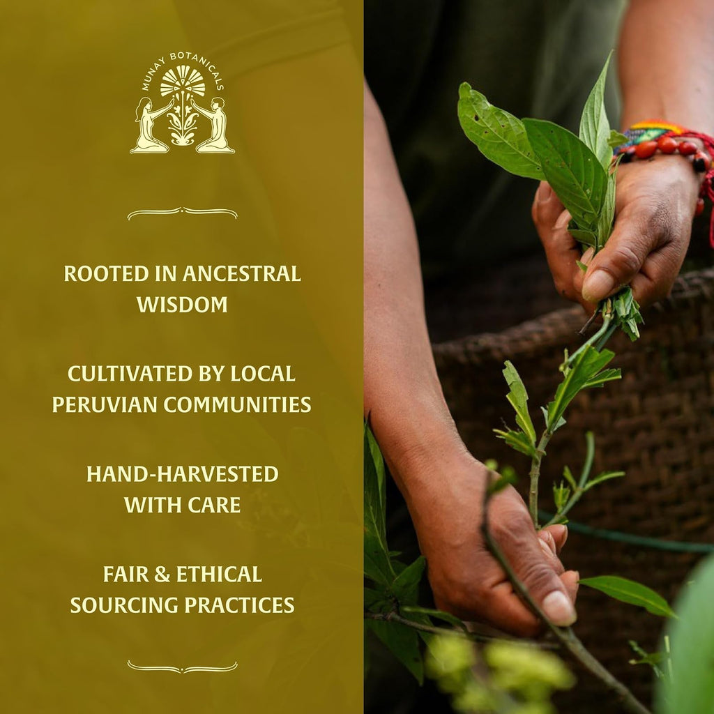 Maca root herbal tea alternative