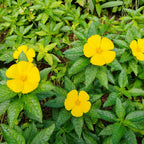 Magnesium-rich damiana capsules