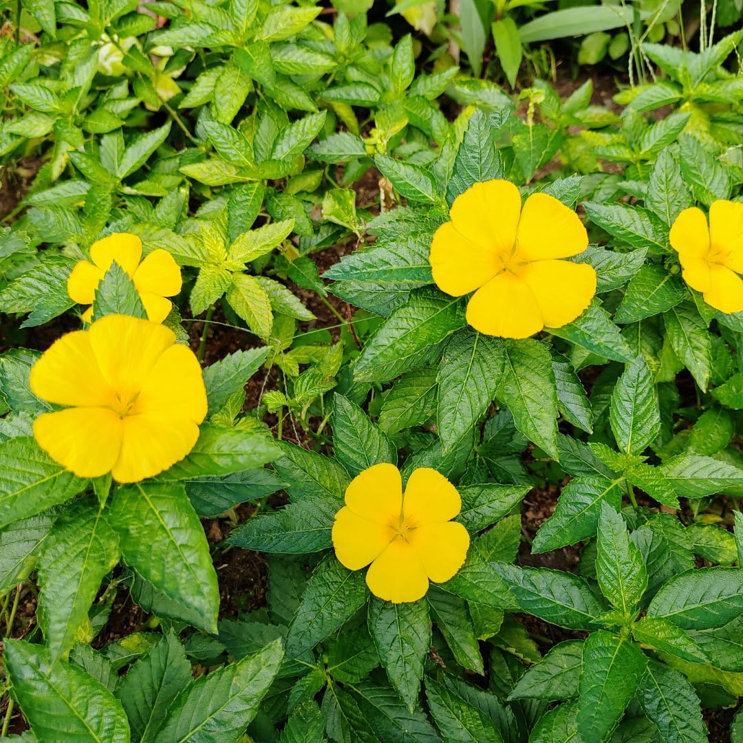 Magnesium-rich damiana capsules