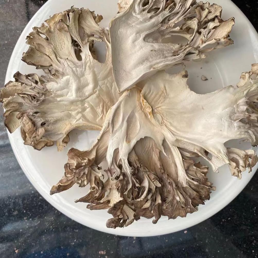 Maitake mushroom dietary supplement