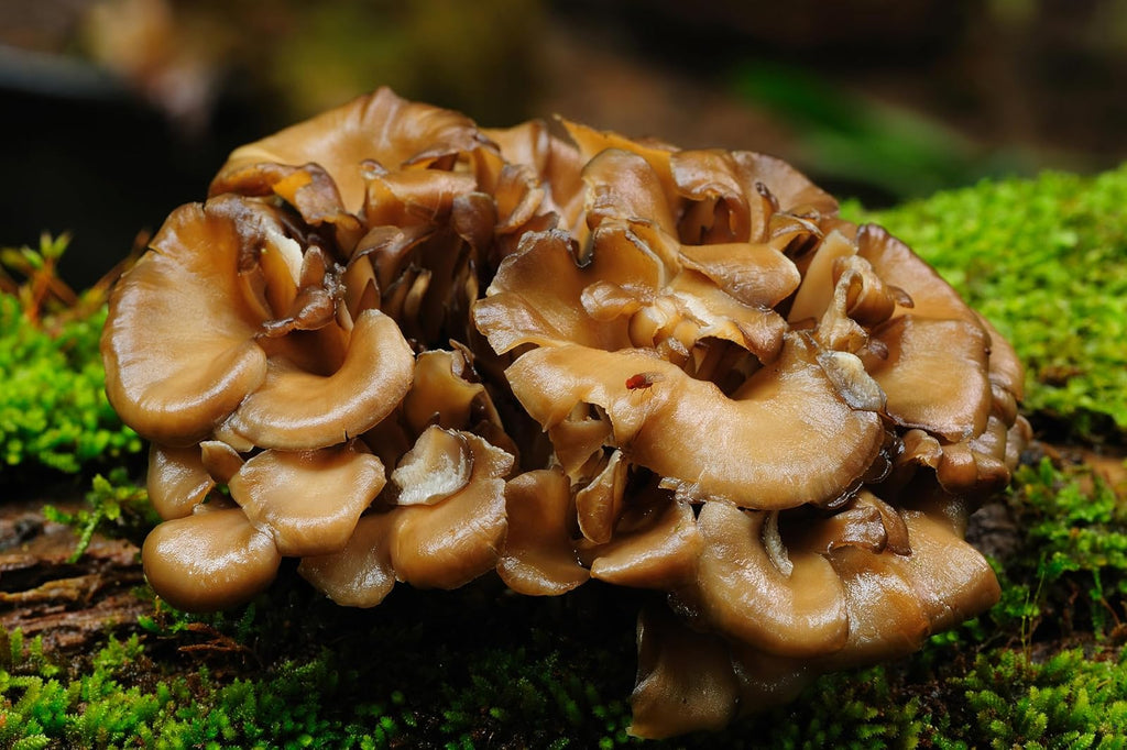 Maitake mushroom powder for wellness