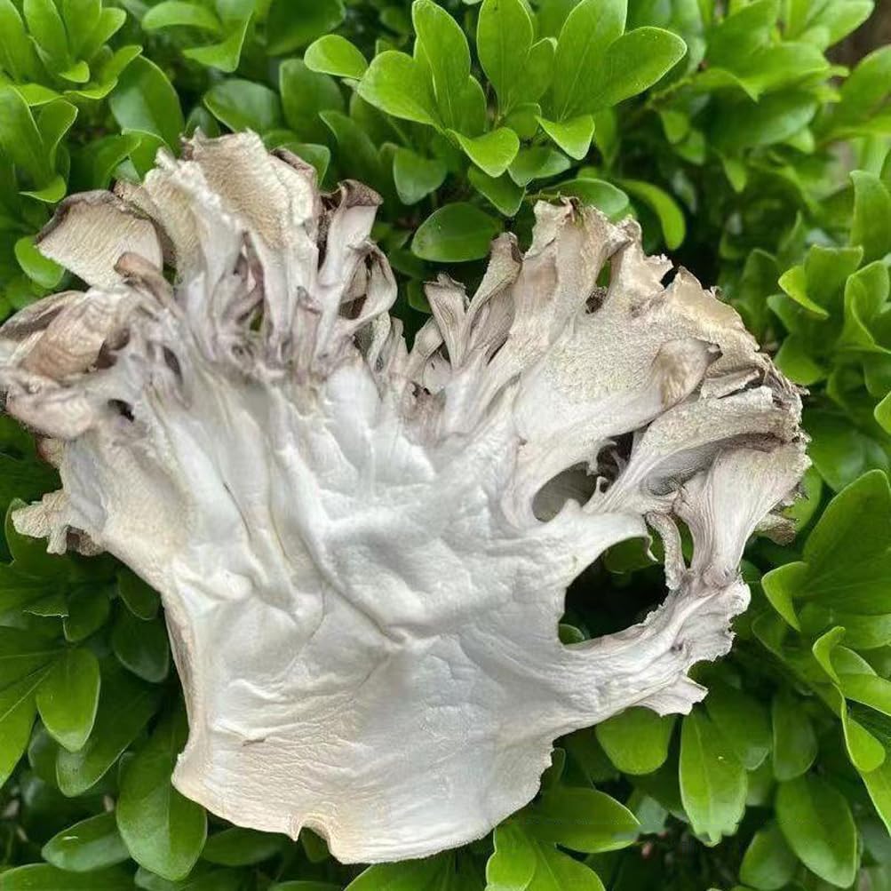 Maitake mushroom vitamin benefits