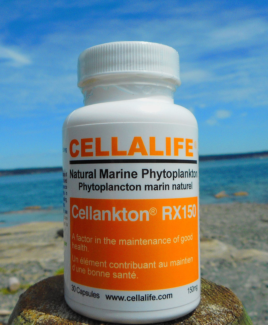 marine phytoplankton health benefits