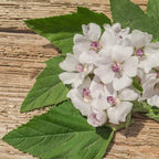 marshmallow root extract for soothing properties