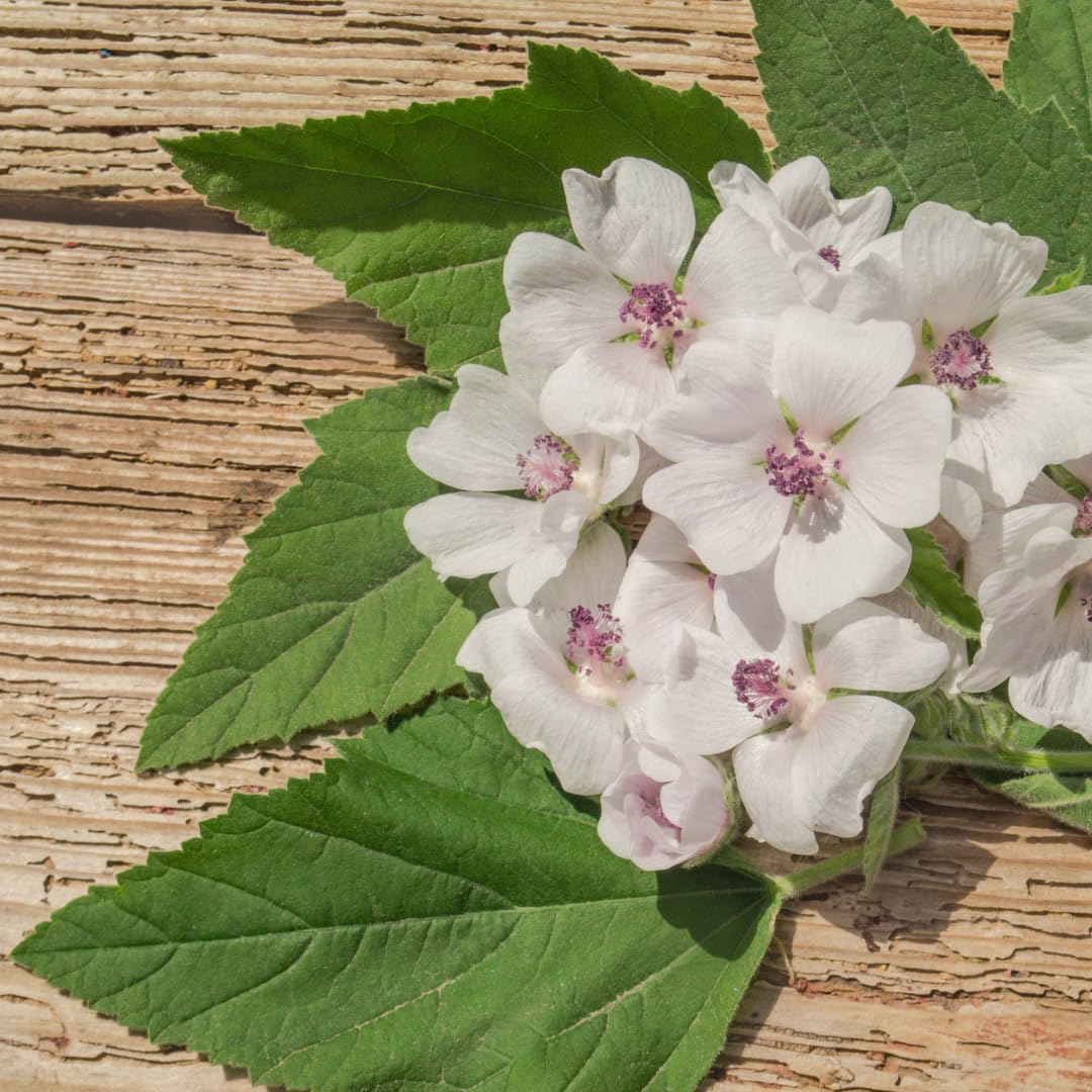 marshmallow root extract for soothing properties