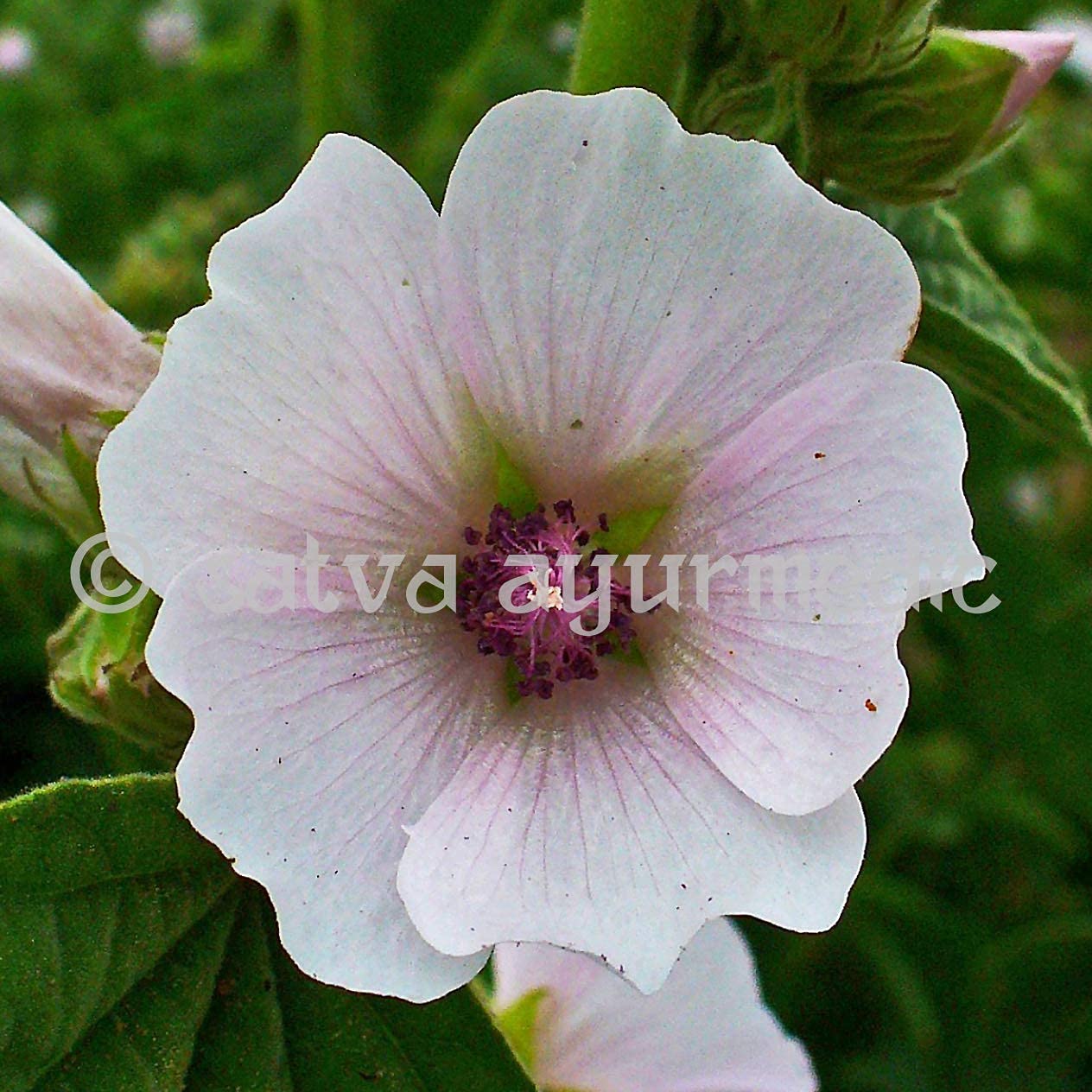 marshmallow root for digestive health