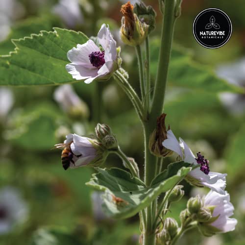 marshmallow root for inflammation relief