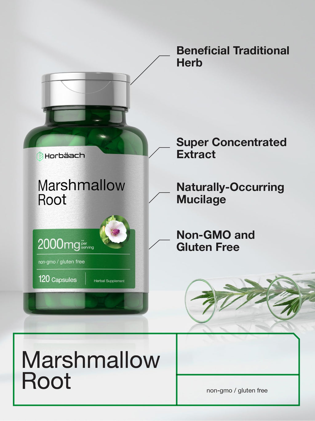 marshmallow root for respiratory health