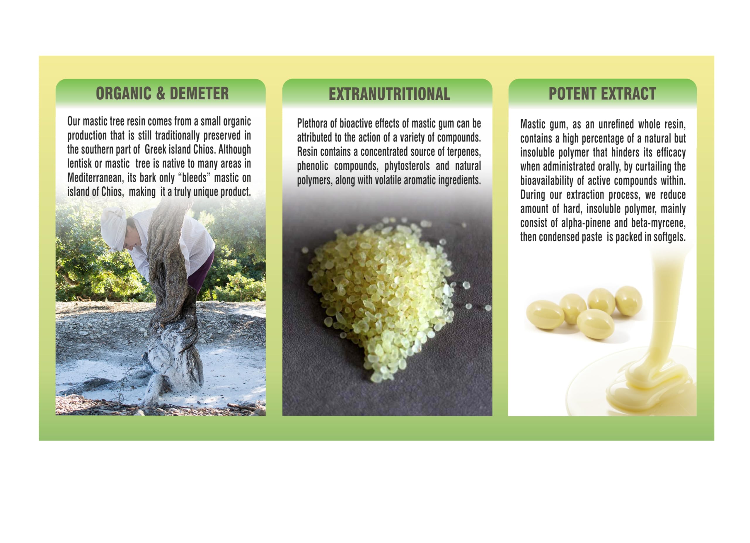 mastic gum for daily wellness