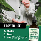 matcha chlorophyll for refreshing hydration