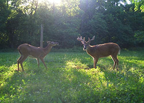 maximize deer hunting success with AX