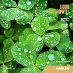 Maxler Liquid Chlorophyll natural detoxifier