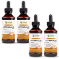maxx herb astragalus root extract benefits