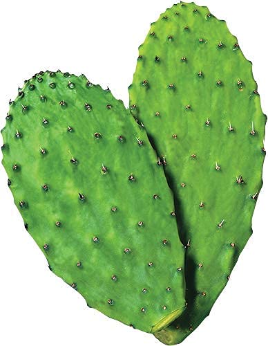 Maxx Herb cactus powder for gut health
