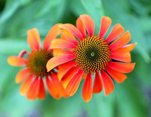 medium size echinacea wall art